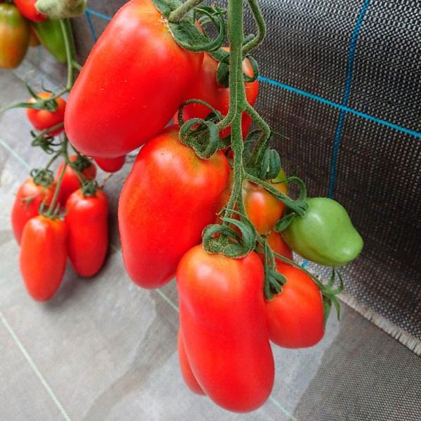 ●商品情報：加熱調理することで、独特の旨味が出て、抜群の美味しさを発揮！中玉でボリュームもあり、ピューレやケチャップづくりにも最適。裂果が少なく、トマトモザイクウイルス（Tm-2a）、葉カビ病（Cf9）に耐病性があり丈夫で栽培しやすい。●果...