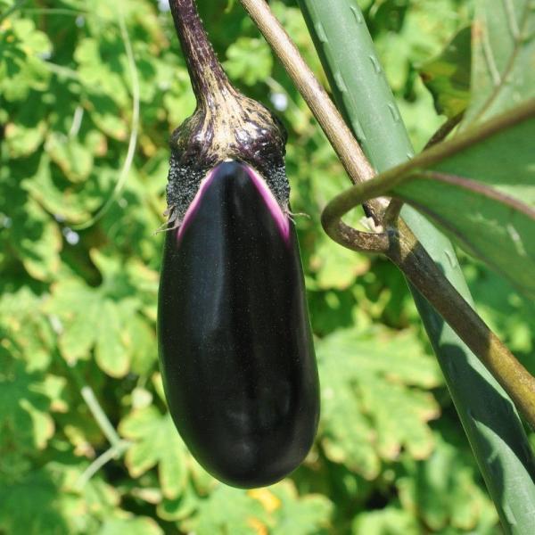 ●商品情報：とっても珍しい、単為結果性の水なすが新登場！アクが少なくジューシーで、サラダや浅漬けに最適。草姿は立性でトゲなしタイプで育てやすい。果長10ｃｍを目安に収穫します。●果長（約）：20cm●お届け状態：種子●入り数：8粒●発芽適温...