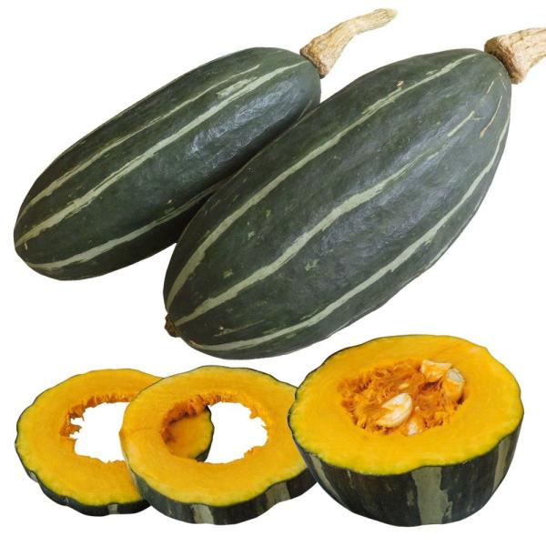 ●商品情報：細長いラグビーボール形をしているので切りやすく、電子レンジでの簡単な調理や天ぷらなどに最適。縦半分に切って、舟形の器にするとおしゃれ！ ホクホクとした強粉質で美味しい。草姿は小葉・短節間でコンパクトに仕立てられ、子づる２本仕立て...