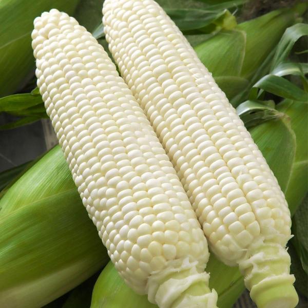 ●商品情報：糖度が20度に達することがあるほど甘味が極めて強いホワイトコーン。粒皮はやわらかく光沢がありしなびにくく、ゆでても白色がくすまず美しいまま！！果実は砲弾型でボリュームがあり、穂先までしっかり粒が詰まります。草丈は170cm程度で...