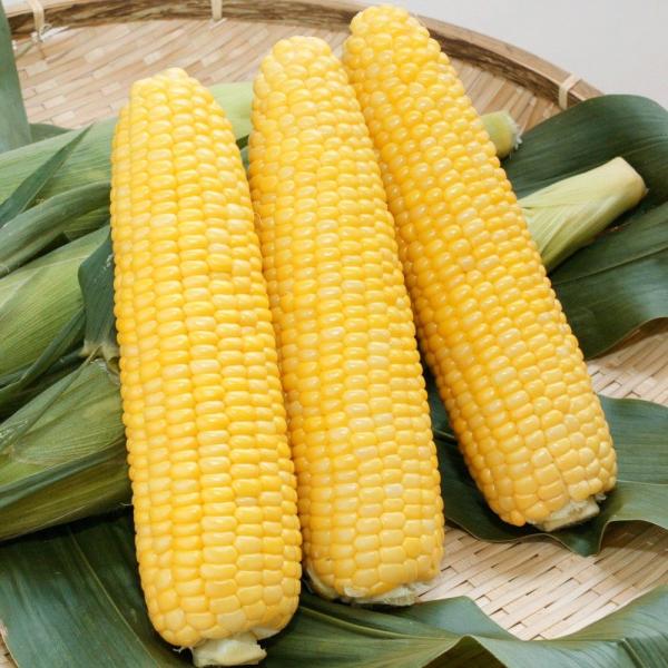 ●商品情報：上品な甘さと、爽やかな香りが特徴。鮮黄色の粒は、みずみずしくてとっても柔らかく美味！ 草丈190cm前後で倒伏にも強い。しなびの発生がとても遅く、在圃性にも優れます。●皮付重（約）：400g●早晩生：中早生●播種から収穫までの日...