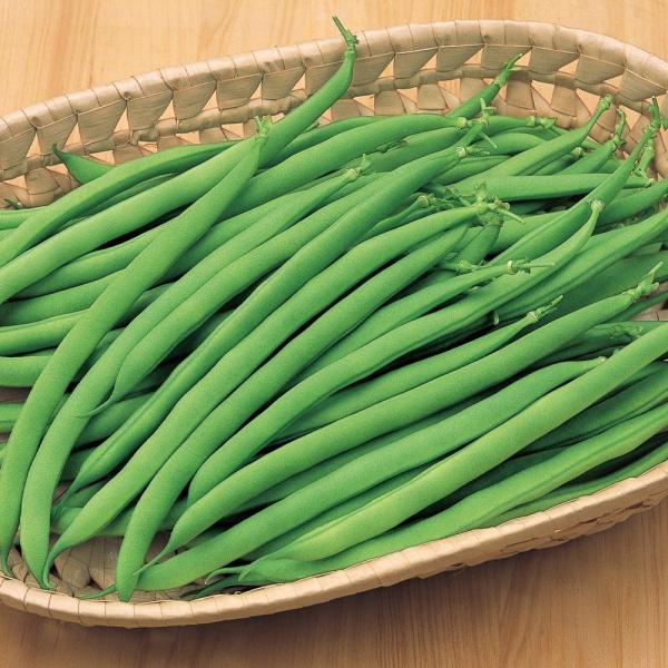 ●商品情報：その名の通り、サクサクとした食感が特徴的なインゲンです。莢が柔らかく、さっと茹でると味わえる歯切れのよい食感が楽しい！長さ約１５〜１７ｃｍ、幅８〜９ｃｍの真っすぐで曲がりない丸莢がとれる、炒め物や天ぷらにもおすすめのインゲンです...