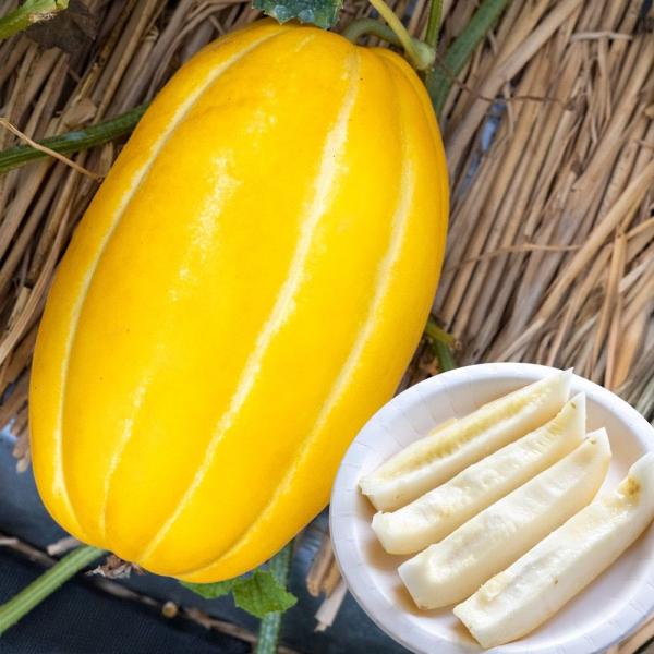 ●商品情報：糖度１4〜15度にもなる甘いフルーツマクワ。香りがよく、肉質は緻密でシャリ感がありとても美味しい。果重は800gから1kgになる大果で、果肉が厚く食べ応えが抜群。果皮は濃黄色に鮮明な白い筋が均等に入る銀泉タイプ。草勢は強く、雌花...