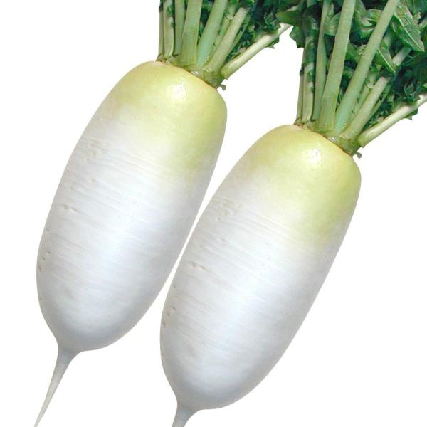 ●商品情報：春・夏・秋まきできる上、暑さ・寒さ・病気にも強く、トウ立ちやス入りが遅いので、収穫期間が長い！肉質緻密で辛味が少ないので、あらゆる料理で大活躍!●根長（約）：20〜25cm●収穫までの日数（約）：60日●お届け状態：種子●入り数...