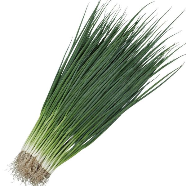 ●商品情報：九条系の血筋を引く早生種。葉の再生力が高く刈り戻し栽培ができ、周年収穫が可能！葉は肉厚で、低温伸長性あり。●お届け状態：種子●入り数の目安：10mlあたり約1000〜1500粒入り※品種により差があります。●発芽適温：20℃前後...