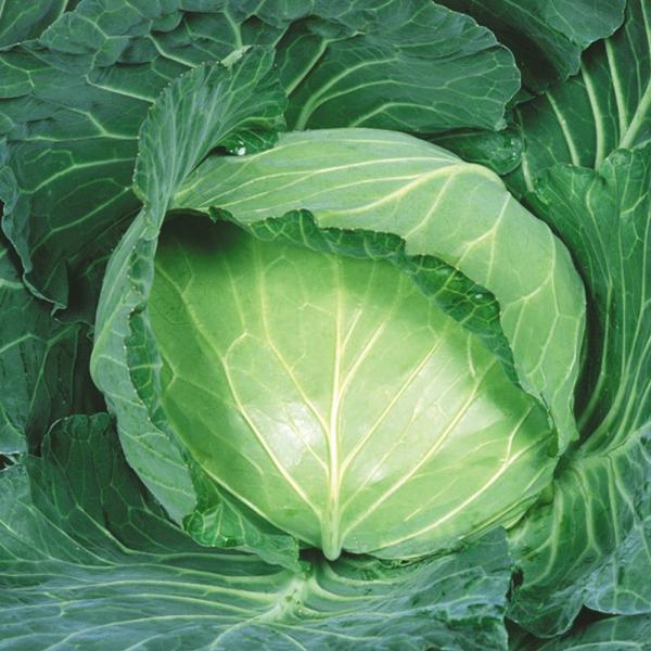 ●商品情報：肥大性に優れた豊産早生種! 肉厚でやわらかく美味。イオウ病抵抗性。●球重（約）：1.2〜1.5kg●早晩生：早生※種まきから定植まで約30日●お届け状態：種子●入り数の目安：5mlあたり約700〜1000粒入り※品種により差があ...