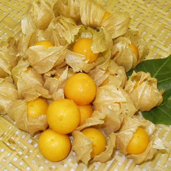 ●商品情報：直径3cmになる大玉で、甘酸のバランス良く美味! 栄養価も高い! 晩生。●入り数：15粒●お届け状態：種子●備考：播種や植え付け後の栽培条件、天候等によりその結果が異なることがありますが、弊社の責と考えられる結果不良の責めはお買...