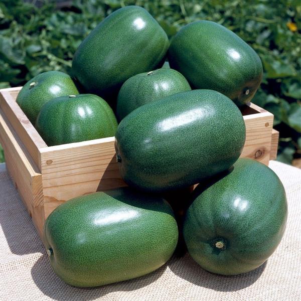 ●商品情報：果重約1.5kgのミニサイズとうがん! 着果が良く、長期穫りも可能。●果重（約）：1.5kg●お届け状態：種子●入り数：9粒●発芽適温：25〜30℃※発芽させるには播種床を上記の温度にしてください。●標準発芽率：80%●備考：播...