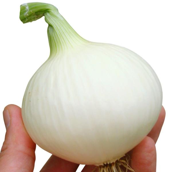●商品情報：3月上旬に播種し、セット球栽培をすることで、11〜12月に新玉ねぎを食べられる！！  水分豊富で辛味が少なく甘味が強い。生食が絶品で独特のツンとした香りも少ない！ セット球栽培では分球しやすいですが、分球した球でも十分な大きさに...