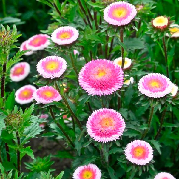 ●商品情報：可愛い花の形   ●お届け状態：種子   ●分類：1年草   ●花期：8〜9月   ●草丈：50cm   ●備考：播種の際には温度・水・酸素の条件を必ずお守りください。播種や植え付け後の栽培条件、天候等によりその結果が異なること...