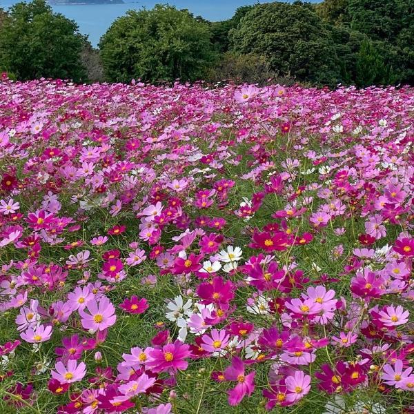 ●商品情報：秋の風物詩   ●お届け状態：種子   ●分類：1年草   ●花期：6〜11月   ●草丈：80cm   ●備考：播種の際には温度・水・酸素の条件を必ずお守りください。播種や植え付け後の栽培条件、天候等によりその結果が異なること...