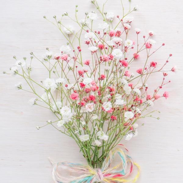 ●商品情報：アレンジに。   ●お届け状態：種子   ●分類：1年草   ●花期：6〜8月   ●草丈：50cm   ●備考：播種の際には温度・水・酸素の条件を必ずお守りください。播種や植え付け後の栽培条件、天候等によりその結果が異なること...