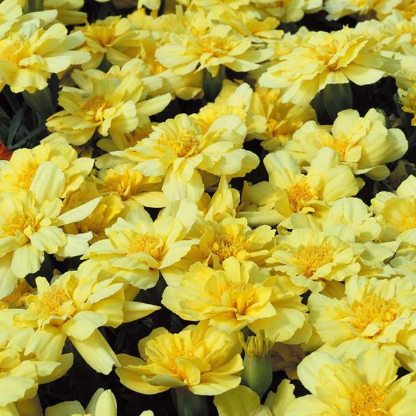 ●商品情報：可愛らしい薄黄色   ●お届け状態：種子   ●分類：1年草   ●花期：6〜10月   ●草丈：20cm   ●備考：播種の際には温度・水・酸素の条件を必ずお守りください。播種や植え付け後の栽培条件、天候等によりその結果が異な...