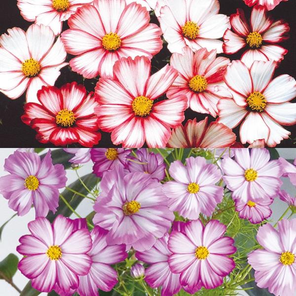 ●商品情報：可愛い花弁が人気!!   ●お届け状態：種子   ●分類：1年草   ●花期：7〜11月   ●草丈：110cm   ●備考：播種の際には温度・水・酸素の条件を必ずお守りください。播種や植え付け後の栽培条件、天候等によりその結果...