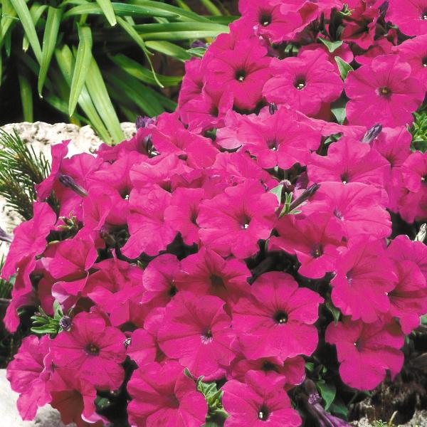 ●商品情報：上品な花色のペチュニア。   ●分類：1年草　 ●花期：7〜10月   ●草丈：25cm   ●備考：播種の際には温度・水・酸素の条件を必ずお守りください。播種や植え付け後の栽培条件、天候等によりその結果が異なることがありますが...