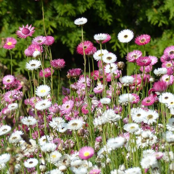 ●商品情報：コンパクトで可愛い   ●お届け状態：種子   ●分類：多年草　 ●花期：10〜12月   ●草丈：30cm   ●備考：播種の際には温度・水・酸素の条件を必ずお守りください。播種や植え付け後の栽培条件、天候等によりその結果が異...