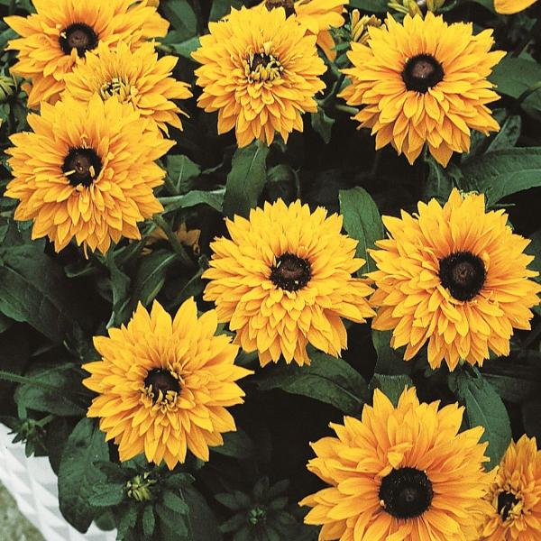 ●商品情報：超強健   ●お届け状態：種子   ●分類：1年草　 ●花期：8〜9月   ●草丈：60cm   ●備考：播種の際には温度・水・酸素の条件を必ずお守りください。播種や植え付け後の栽培条件、天候等によりその結果が異なることがありま...