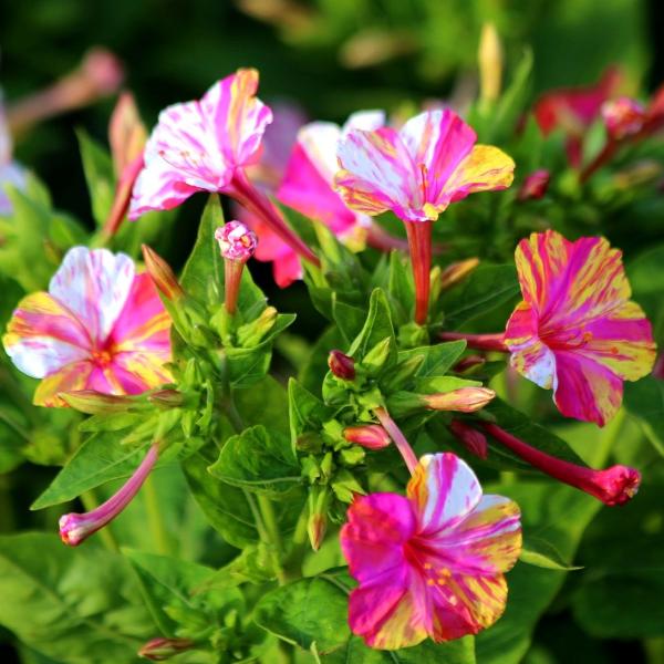 ●商品情報：美しい網模様   ●お届け状態：種子   ●分類：1年草　 ●花期：6〜10月   ●草丈：40cm   ●備考：播種の際には温度・水・酸素の条件を必ずお守りください。播種や植え付け後の栽培条件、天候等によりその結果が異なること...