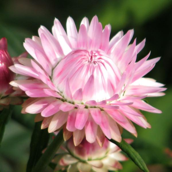 ●商品情報：アレンジで映えるシルバーローズ   ●お届け状態：種子   ●分類：1年草　 ●花期：7〜9月   ●草丈：80cm   ●備考：播種の際には温度・水・酸素の条件を必ずお守りください。播種や植え付け後の栽培条件、天候等によりその...