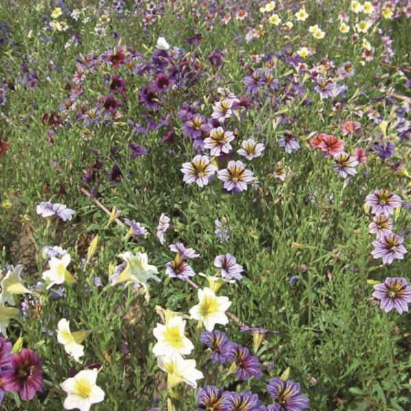 ●商品情報：鮮やかにお庭を彩るミックス   ●お届け状態：種子   ●分類：1年草　 ●花期：7〜10月   ●草丈：40〜60cm   ●備考：播種の際には温度・水・酸素の条件を必ずお守りください。播種や植え付け後の栽培条件、天候等により...