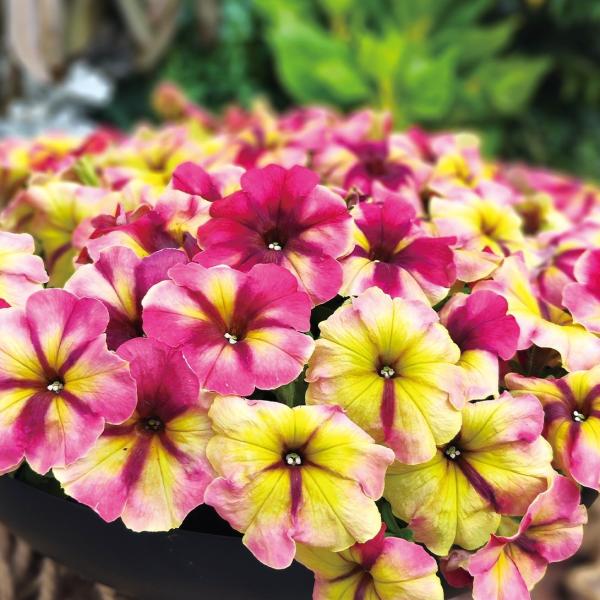 ●商品情報：ユニークな花色で、１株で様々な花色のパターンが出現します。コンパクトな草姿で、こんもりよくまとまります。●分類：1年草●発芽適温：20〜25℃●花期(約)：7〜10月●草丈(約)：20〜25cm●花径(約)：8cm●用途：庭・鉢...