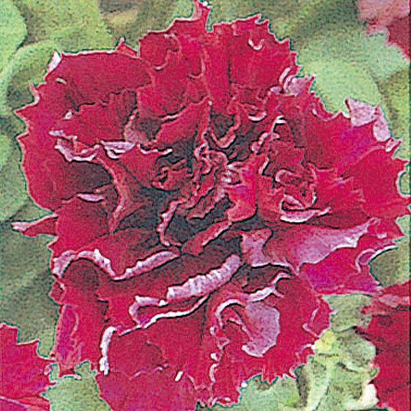 ●商品情報：花径10〜13cmの大輪で、花弁が何重にも重なり豪華!!自然に美しく枝分かれする早咲きで、花色は次第に明るく色変わりします。   ●お届け状態：種子   ●発芽適温：20〜25℃   ●分類：1年草　 ●花期：7〜10月   ●...