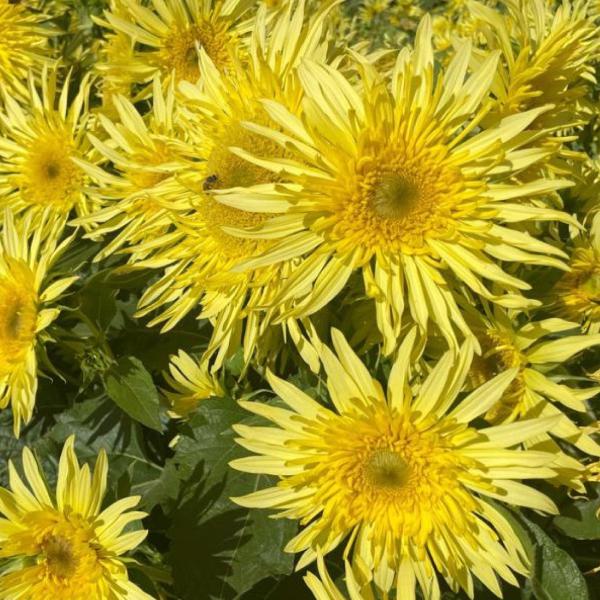 ●商品情報：レモン色で可愛い。分枝良くたくさん花をつける矮性品種。半八重咲きで菊にも似た見た目がユニークな花姿!!ゴールドメダル受賞品種です。   ●お届け状態：種子   ●発芽適温：20〜25℃   ●分類：1年草　 ●花期：7〜10月 ...