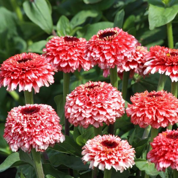 ●商品情報：フリル状の冠を持つ八重咲きです。濃い赤と白のコントラストが魅力的で目を惹きます！   ●お届け状態：種子   ●発芽適温：20〜25℃   ●分類：1年草　 ●花期：7〜10月   ●草丈：60〜100cm   ●栽培適地：庭・...