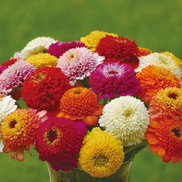 ●商品情報：淡い色合いの花色から鮮やかな花色まで、様々な色合いを楽しめるミックスです。   ●お届け状態：種子   ●発芽適温：20〜25℃   ●分類：1年草　 ●花期：7〜10月   ●草丈：60〜100cm   ●栽培適地：庭・鉢・切...