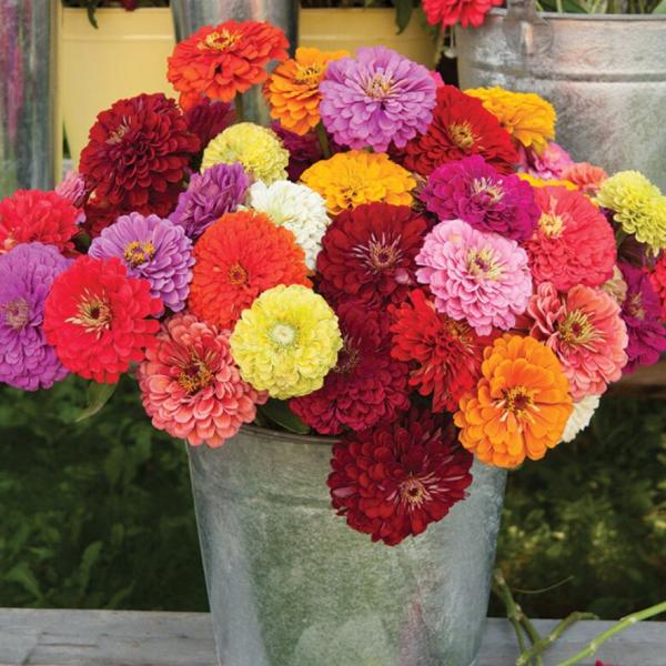 ●商品情報：花びらが密集した豪華な花姿。花径は最大15ｃｍの巨大輪花で、ブーケにすると存在感が抜群！！カラフルな花色で、お庭やお部屋を華やかに彩ってくれます。切り取っても再び咲く花なので、シーズン中に何度も切花にすることができます。   ●...