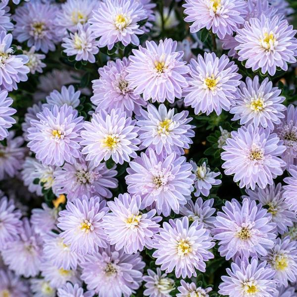 ●商品情報：花径約2cmの小輪花で、分枝性良く、花つき抜群!! 切花に最適です。   ●お届け状態：種子   ●発芽適温：15〜25℃   ●分類：1年草　 ●花期：7〜8月   ●草丈：50〜70cm   ●栽培適地：庭・鉢・切花   ●...