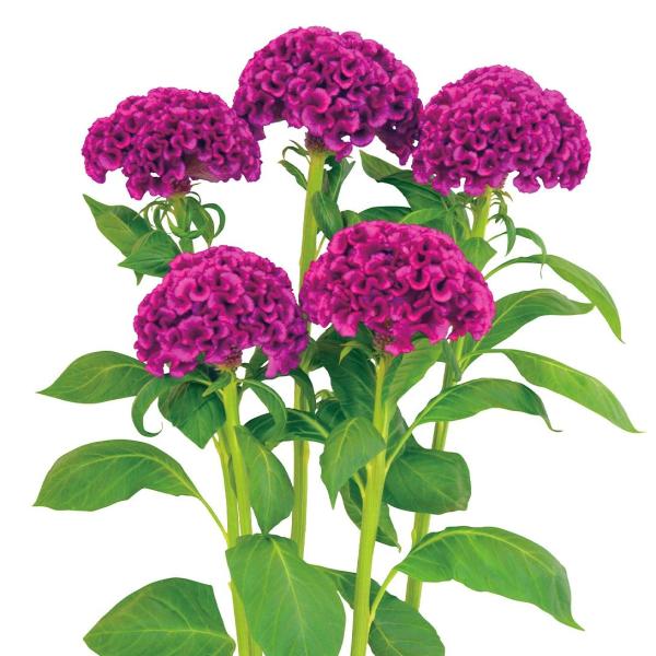 ●商品情報：紫色の艶のある花冠が魅力。脇芽が出にくく、花形も崩れにくい。   ●お届け状態：種子   ●発芽適温：20〜25℃   ●分類：1年草　 ●花期：6〜10月   ●草丈：80〜120cm   ●栽培適地：庭・鉢・切花   ●備考...