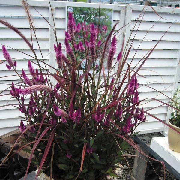 ●商品情報：花つきがとっても良く、寄せ植え等鉢栽培でも、切花でもどちらでも楽しめます。   ●お届け状態：種子   ●発芽適温：20〜25℃   ●分類：1年草　 ●花期：6〜10月   ●草丈：20〜40cm   ●栽培適地：庭・鉢   ...