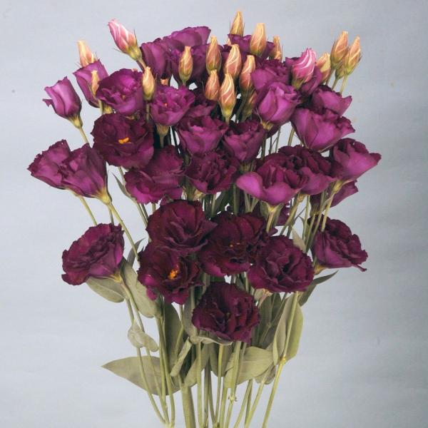 ●商品情報：切花に最適!!美しく映えるトルコキキョウ!!   ●お届け状態：種子   ●発芽適温：20℃   ●分類：1年草　 ●花期：7〜8月   ●草丈：80cm   ●栽培適地：庭・鉢・切花   ●備考：播種の際には温度・水・酸素の条...