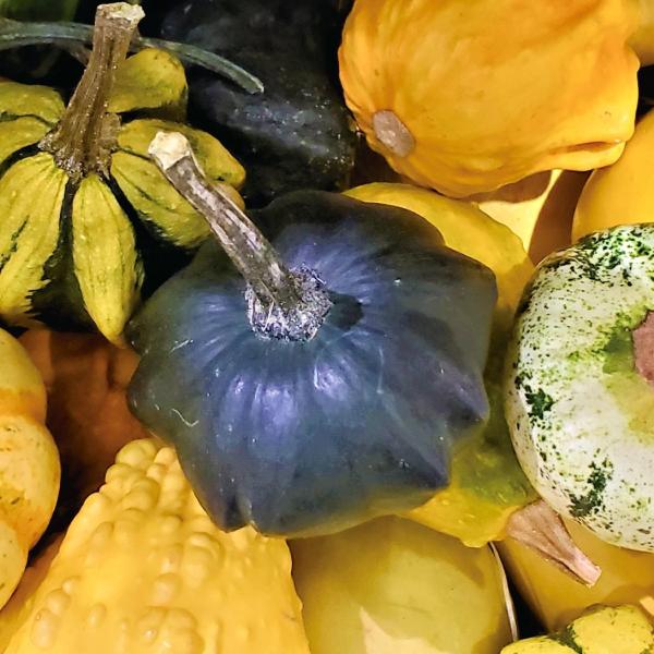 ●商品情報：珍しい星のような形を中心とした、観賞用かぼちゃのミックスです。   ●お届け状態：種子   ●発芽適温：18〜22℃   ●分類：1年草　 ●観賞期：8〜10月   ●草丈：つる性   ●栽培適地：庭・鉢   ●備考：播種の際に...