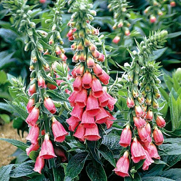 ●商品情報：暑さに弱く、夏越しが難しいジギタリスですが、こちらは比較的暑さに強く、夏越ししやすく育てやすい。深みのあるスモーキーピンクの花はとっても目を惹きます。   ●お届け状態：種子   ●発芽適温：15〜20℃   ●分類：多年草　 ...