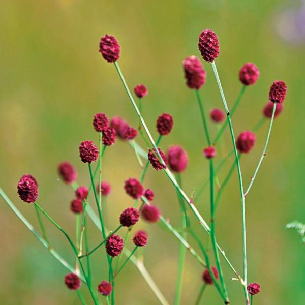 ●商品情報：昔から親しまれている野草。茎の先端に密集してつく花が可愛い。秋の切花としても人気で、和洋どちらのアレンジにも!!   ●お届け状態：種子   ●発芽適温：20℃   ●分類：多年草　 ●花期：8〜9月   ●草丈：30〜100c...