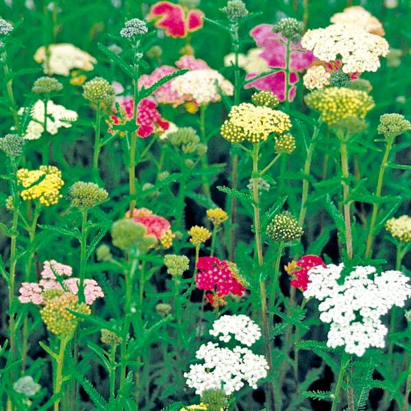 ●商品情報：土質を選ばず良く育ち、病害虫の心配もほとんどナシ!! 初心者でも安心して栽培でき、初夏から初秋まで長〜く開花します。ドライフラワーにも。   ●お届け状態：種子   ●発芽適温：15〜20℃   ●分類：多年草　 ●花期：5〜9...