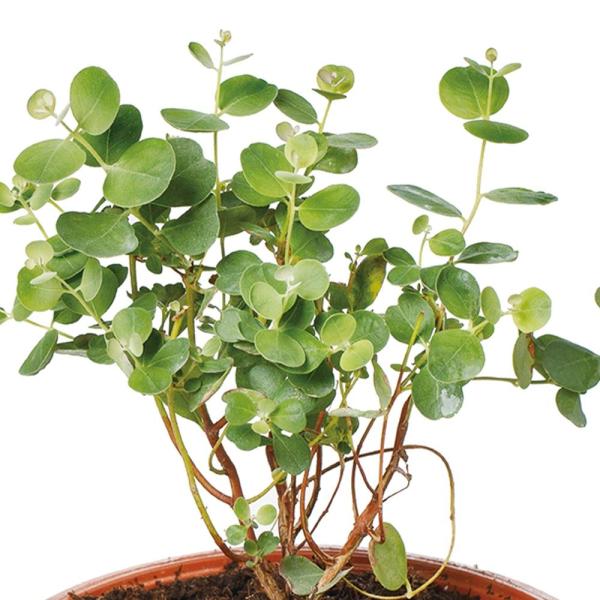 ●商品情報：きれいなシルバー色でハート形の葉っぱが可愛く、観賞価値抜群！！コンパクトにまとまり、寄せ植えや切枝に。   ●お届け状態：種子   ●発芽適温： 20℃   ●分類：常緑樹   ●草丈：1〜3ｍ   ●栽培適地：庭・鉢・切枝  ...