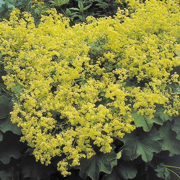 ●商品情報：黄緑色の小花がふんわりと咲き誇り、お庭を明るく彩ります。アレンジ素材やハーブとしても。別名「レディースマントル」。   ●お届け状態：種子   ●発芽適温： 20℃   ●分類：多年草   ●開花時期：5〜7月   ●草丈：30...