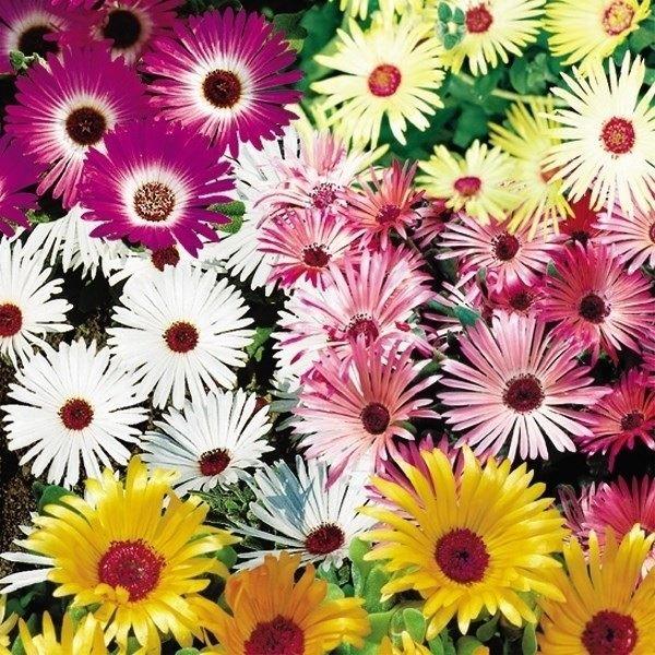 ●商品情報　優しい色合い   ●お届け状態種子   ●発芽適温 15〜20℃   ●分類1年草   ●開花時期春月   ●草丈10〜20cm   ●備考※種子の粒数は、目安を記載しております。実際の粒数と差異がありますが、ご了承ください。採...