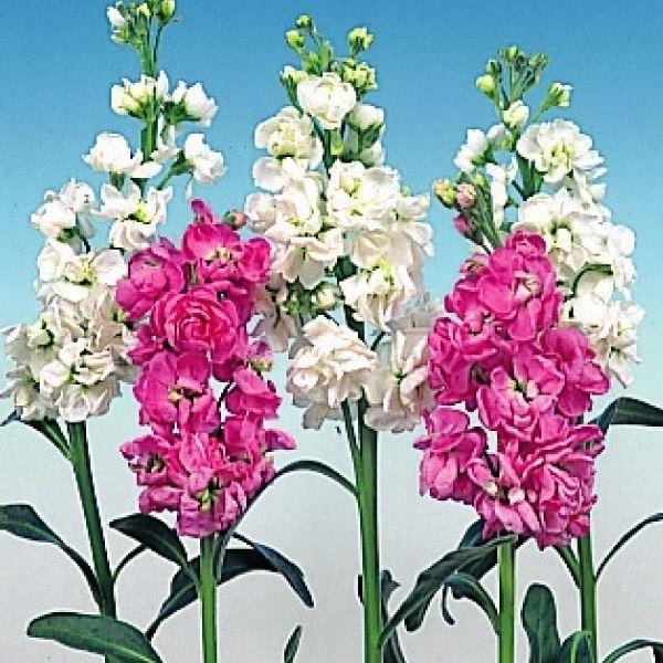 切花に!商品情報お届け状態種分類1年草花期(約)3〜5月草丈(約)60cm※種子の粒数は、目安を記載しております。実際の粒数と差異がありますが、ご了承ください。採種地の気候等の播種条件により粒状・大きさが異なる場合があります。播種の際には温...