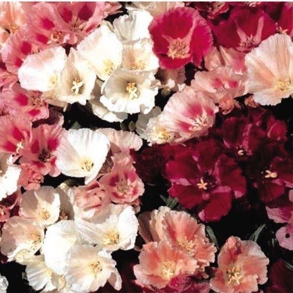 商品情報お届け状態種分類1年草花期(約)5〜6月草丈(約)60cm※種子の粒数は、目安を記載しております。実際の粒数と差異がありますが、ご了承ください。採種地の気候等の播種条件により粒状・大きさが異なる場合があります。播種の際には温度・水・...