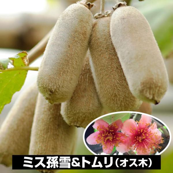 セット内容ミス孫雪(メス木・緑肉キウイ)、トムリ(緑肉キウイ用オス木) /各1株●商品情報：緑肉キウイのメス木と開花期が合うオス木とのセットです。ミス孫雪(メス木)：果実が細長い円柱形で、果皮色は白っぽく珍しい姿形をしています。また、花も淡...
