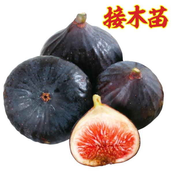 ●商品情報：株枯病に強いイチジクの接木苗!最高糖度23度で、ミツみたいに甘いと大好評の極甘イチジク! 最も遅くまで収穫でき、寒さに強く裂果少ない優秀品種。果重50〜110gで豊産性。樹勢が非常に強いので、肥料は控えめにして育てるのがポイント...