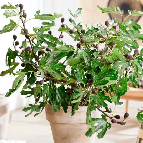 ●商品情報：樹高が低く横に広がる矮性イチジク。コンパクトなのは樹形だけでなく果実も小さく、なんと約4cmしかありません！ですが糖度は20度程あり、また分枝性が高く豊産性なので1個あたりは小さくても、たくさんの果実をパクパク食べられるので満足...