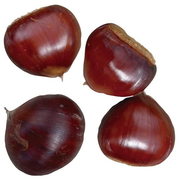 ●商品情報：天恵は、別名柴栗とも呼ばれる山栗。通常小粒が多い山栗では、大変珍しい大粒のクリで、果重50g以上を記録した事もあります(平均35〜50g)!! ジャンボ山栗 天恵の食味は、山栗らしく風味豊かで濃厚な味わい。●お届け状態：接木1年...