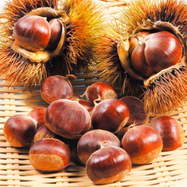 ●商品情報：果重約25ｇの大粒で、渋皮が剥きやすいクリ! 貯蔵性に優れ、病虫害に強い豊産性品種。●お届け状態：接木1年生根巻苗●分類：落葉樹●実の収穫期(約)：9月中旬●生長後の樹高(約)：3?4ｍ●耐寒性：強●日照条件：日なた●栽培適地：...