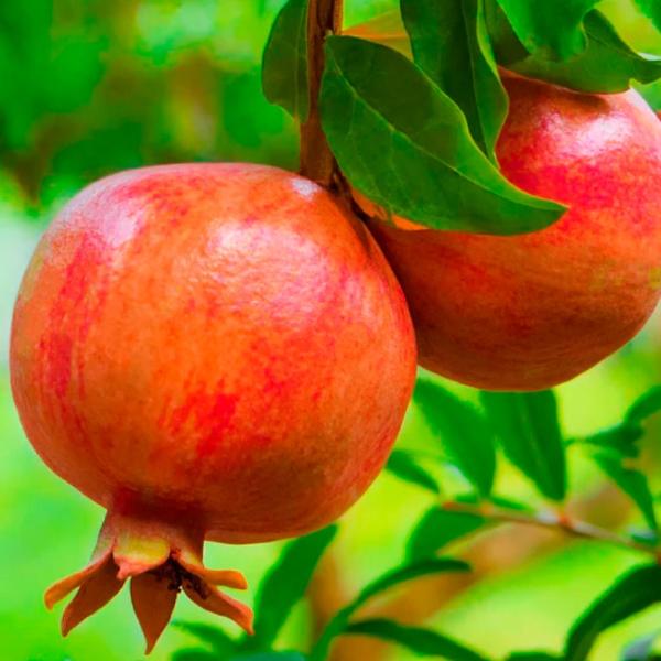 ●商品情報：オーストラリアで作られた、家庭菜園向きの大玉ザクロ。果重は最大1.5kgにもなり、甘くジューシーで栄養も豊富!性質強健で、夏の暑さや乾燥、霜に強いので育てやすいです。●お届け状態：挿木1年生根巻苗(小苗でお届けする場合がございま...