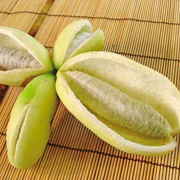 ●商品情報：細長い果実で果皮が黄色く色づき、まるでバナナのような珍品アケビ!! 果重100〜200g。(五葉)●お届け状態：挿木1年生ポット苗●分類：つる性落葉樹●実の収穫時期(約)：10〜11月●日照：日なた●耐寒性：強●栽培適地：庭・鉢...